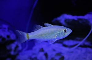 Churaumi Fish Encyclopedia | Okinawa Churaumi Aquarium - For the next ...