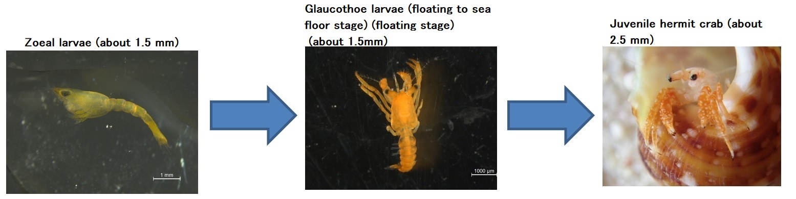 World’s first successful breeding of hermit crab species. Parent and ...